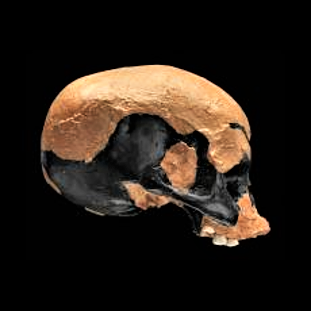 Grand Homecoming For Niah Cave Human Remains | Sarawak Tribune