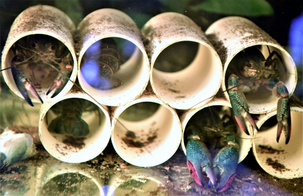 From Seedlings To Lobster Breeding Hub | Sarawak Tribune