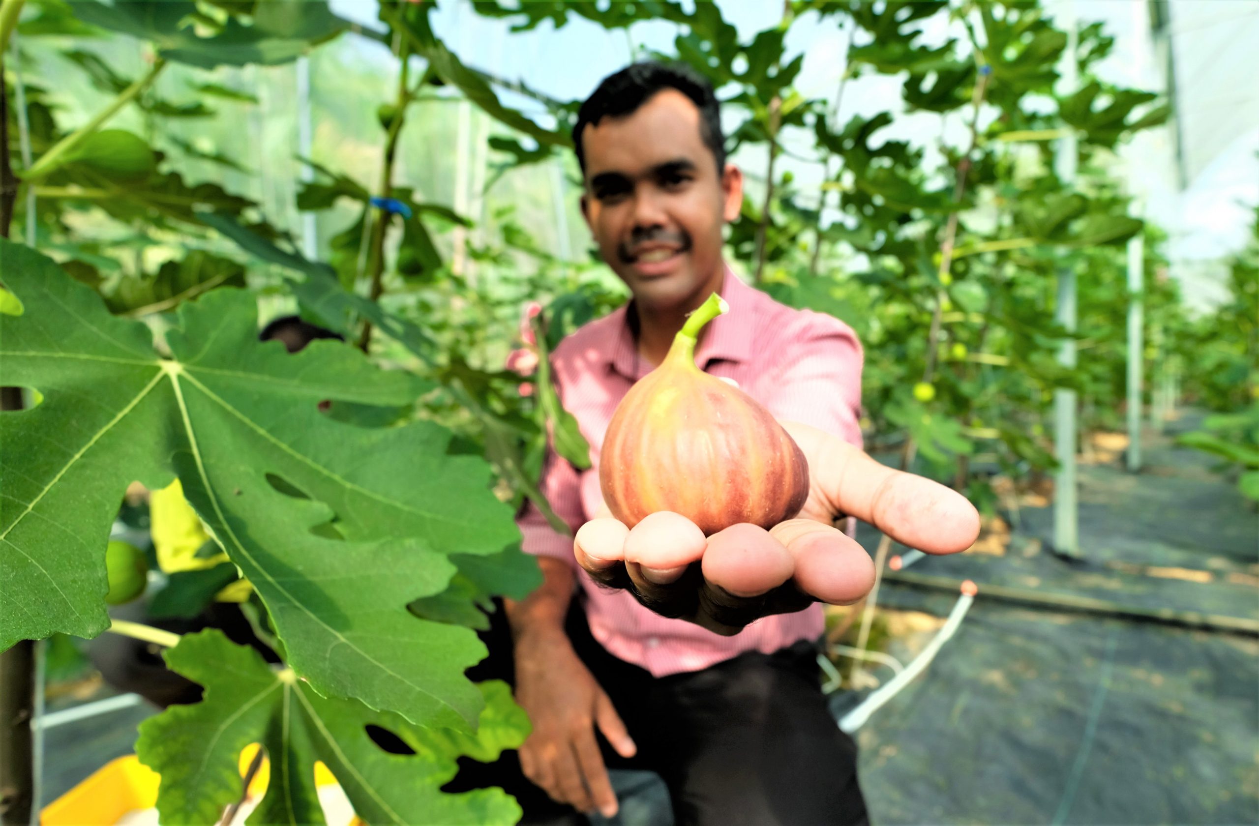 Teacher Turns Love For Figs Into Business | Sarawak Tribune