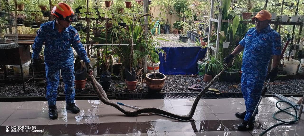 9-ft Long Python Captured After Devouring Chicken | Sarawak Tribune