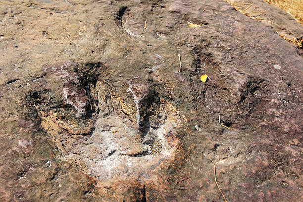 Britain's biggest ever dinosaur footprint site unearthed | Sarawak Tribune Britain's biggest ever dinosaur footprint site unearthed | Sarawak Tribune