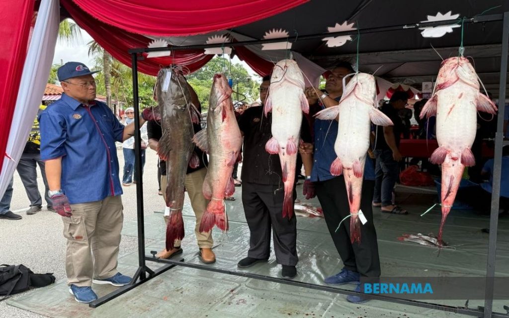 Fertiliser, Fish Feed Potential For ‘ikan Bandaraya’ Caught In Local ...