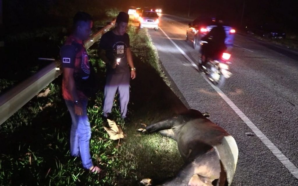 Male Tapir Killed In Road Accident In Terengganu | Sarawak Tribune