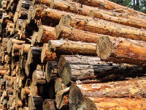 Timber Players Benefit From Royalty Reduction | Sarawak Tribune